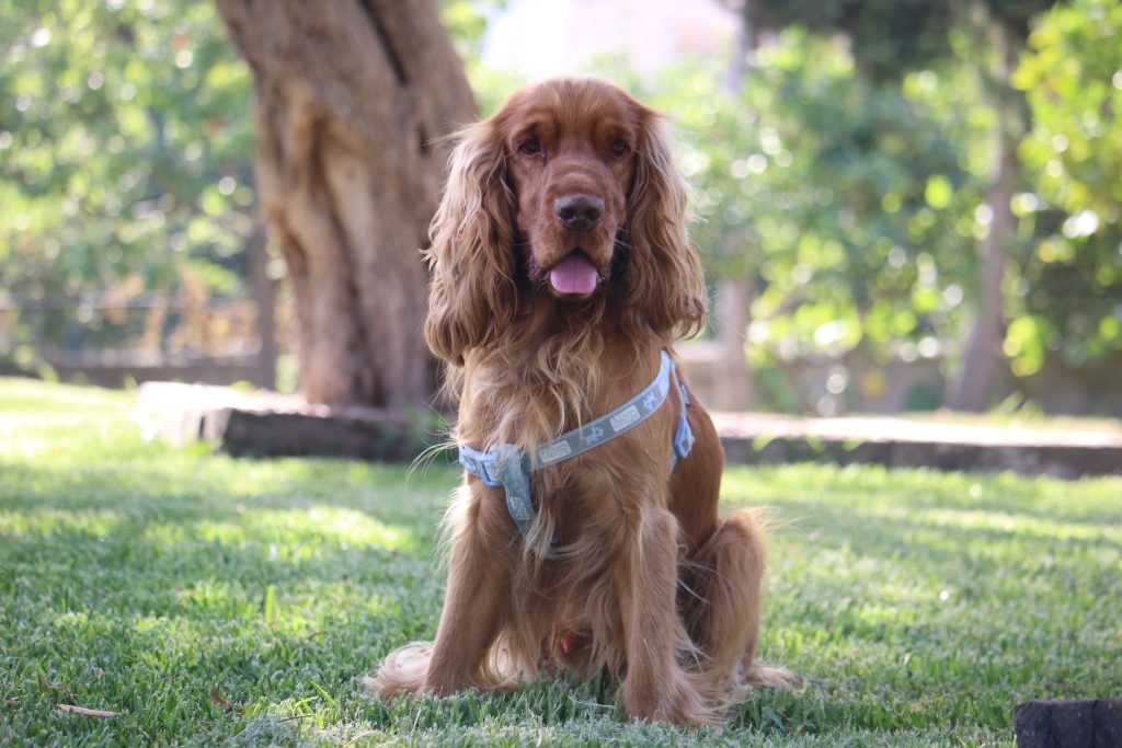 Convulsioni e bava alla bocca, avvelenato un cane nel Catanzarese. La ...