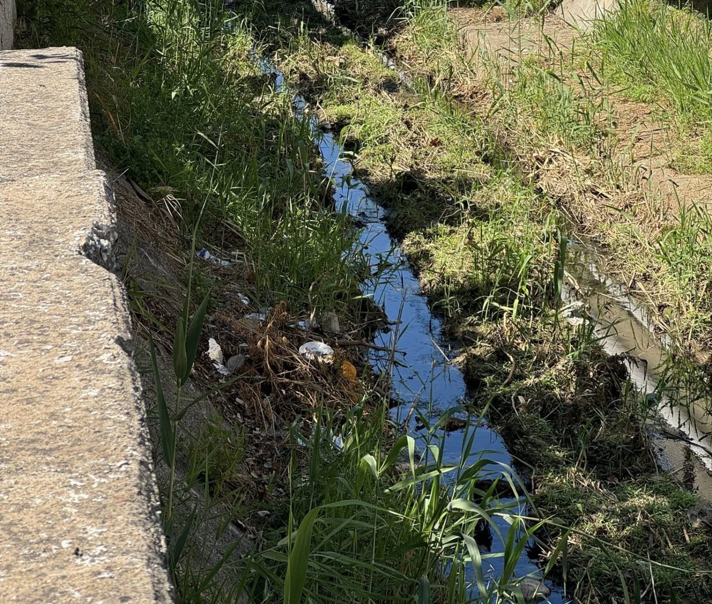 Il torrente della vergogna: topi, tanfo e scarichi nei fossi di Vibo ...