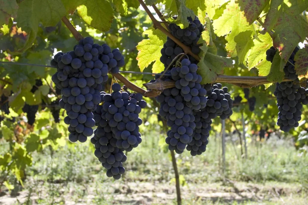 Magliocco Day 2025: il vitigno simbolo della Calabria torna ...