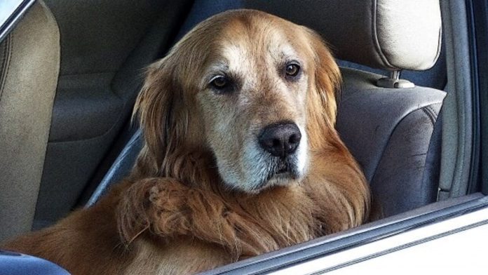 Cane chiuso in auto sotto il sole a Reggio Calabria, salvato dalla ...